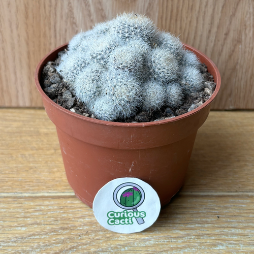 Rebutia 'celebration' hybrid | Curious Cacti