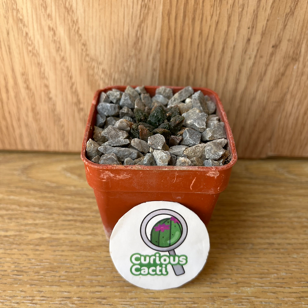 Online Houseplant Shop | Curious Cacti