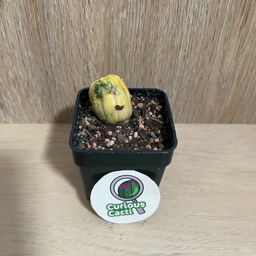 Astrophytum asterias variegata | Curious Cacti