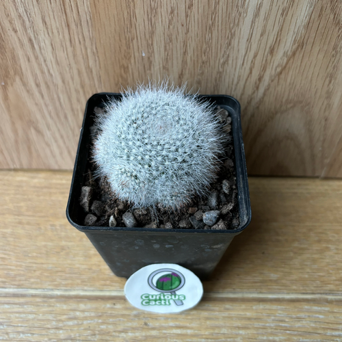 Mammillaria hahniana - Multi-headed form | Curious Cacti
