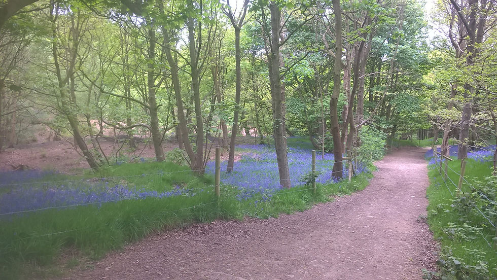 Three Great Places to Walk Your Dog around Mirfield