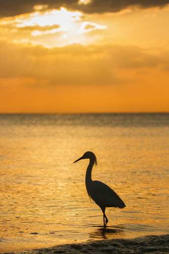 Courtney Moore: Sunset Silhouette | Eastport Gallery