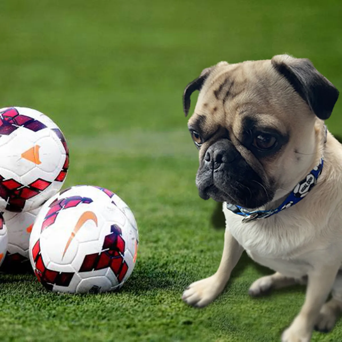 Goal Dog Blue Soccer Collar | Bark & Wag LLC