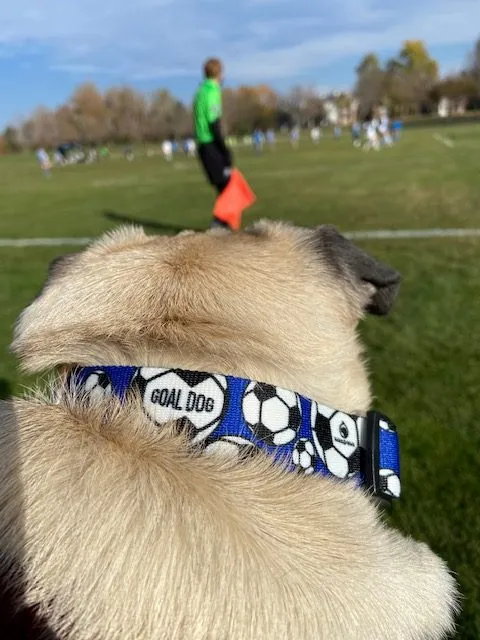 Goal Dog Blue Soccer Collar | Bark & Wag LLC