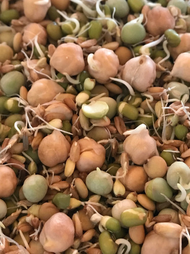 Sprouting Mix Legumes and Grains | birdtalk