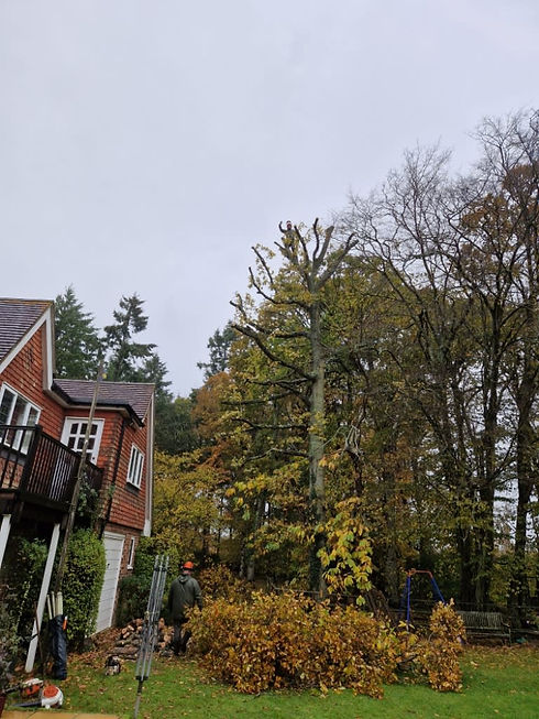 Tree Surgery | New Romney | Trees R Us Ltd