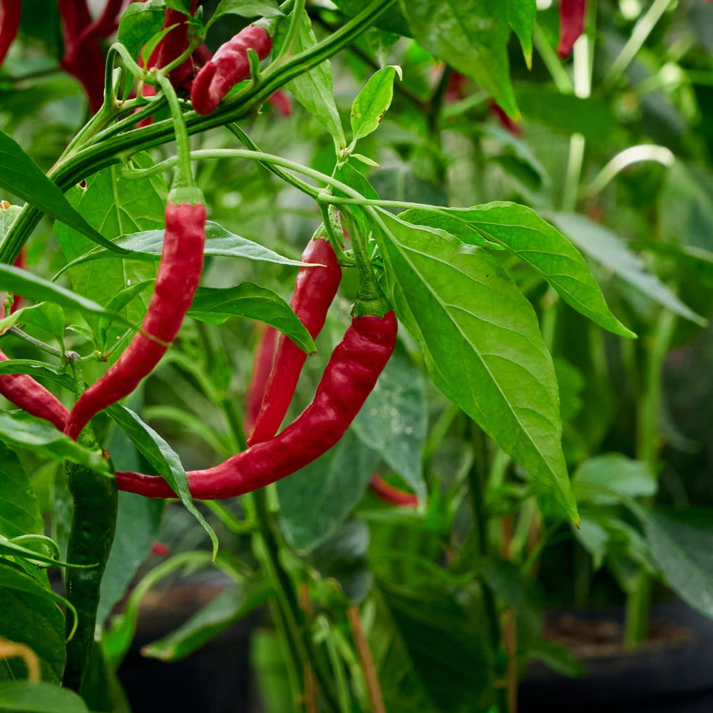 Understanding The Scoville Scale: Made Simple