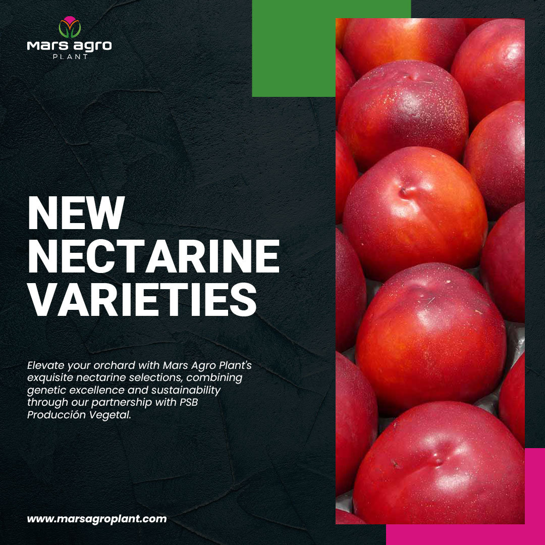 OMEGA | Nectarines | Mars Agro Plant | PSB Produccion Vegetal