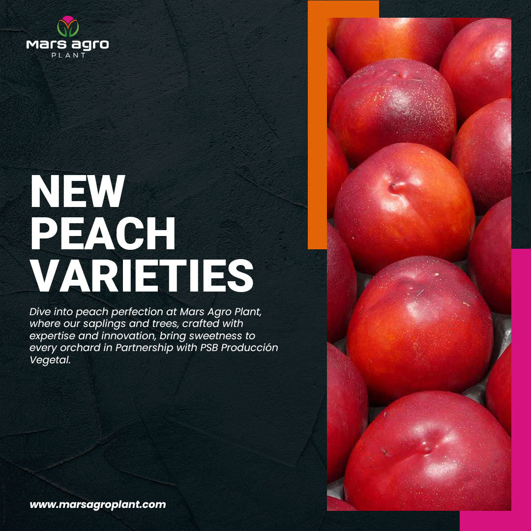 Peaches | Mars Agro Plant | PSB Produccion Vegetal