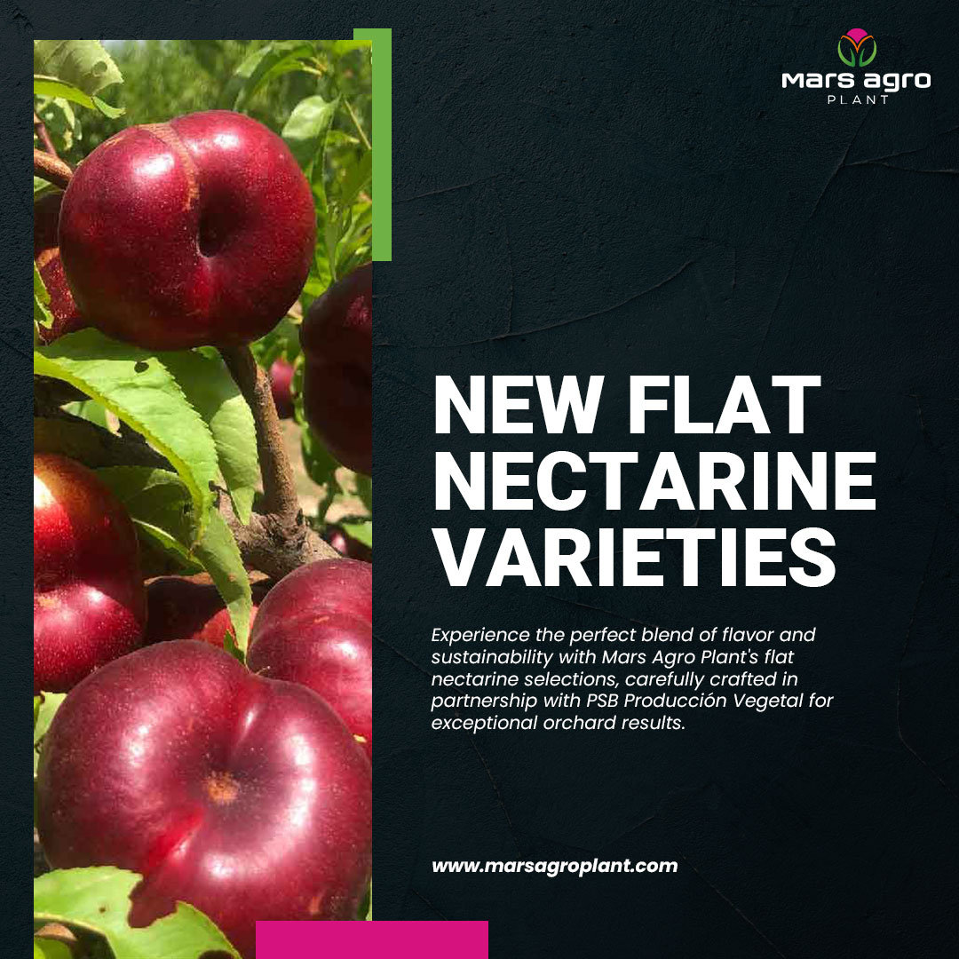 LUISELLA | Flat Nectarines | Mars Agro Plant | PSB Produccion Vegetal