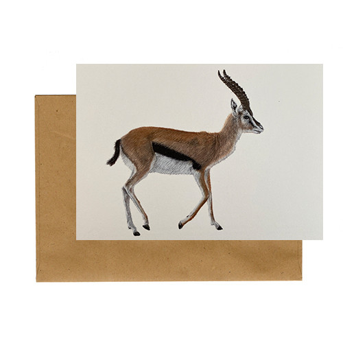 Gazelle Springbok - Card | Uit Afrika