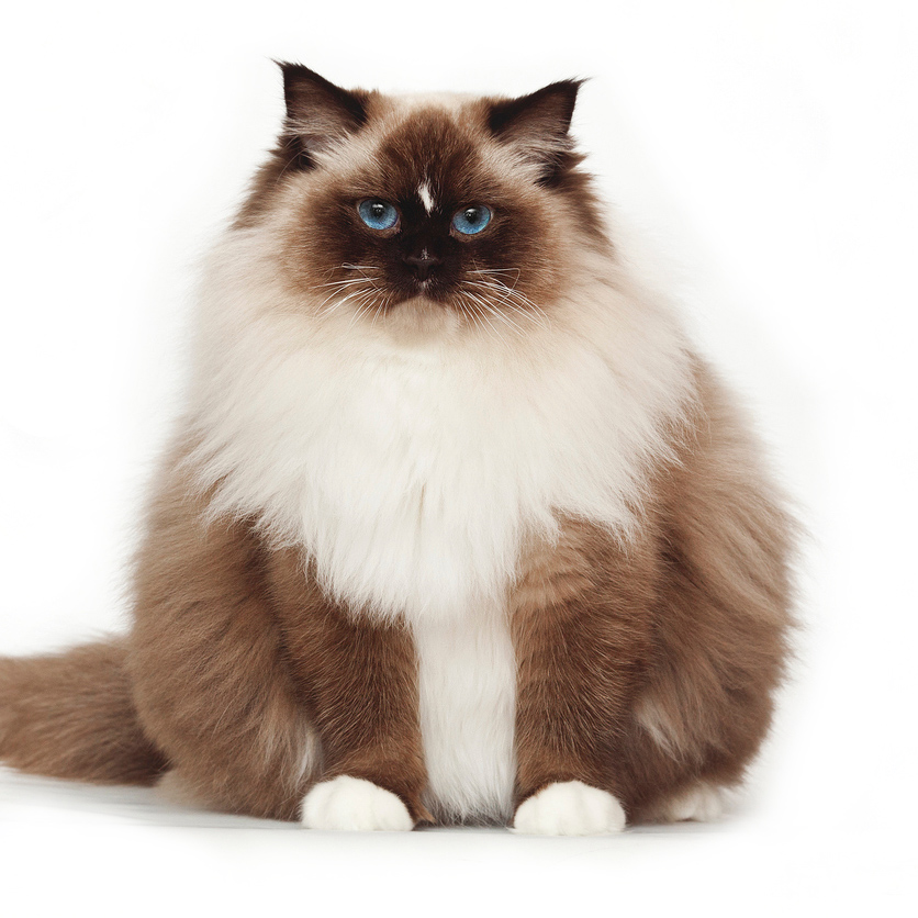 The Genetics of Cat Colours and Coat Types: Unlocking the Mystery of ...