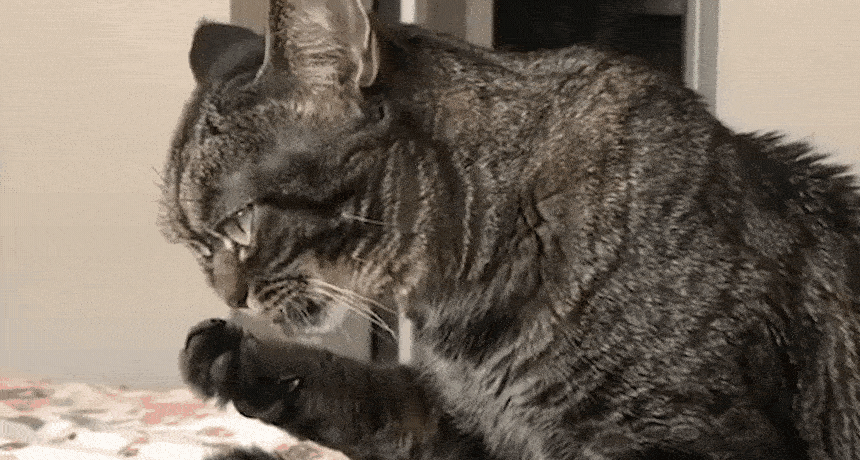 MCV FAQ: Why does my cat make a funny face after they smell something?