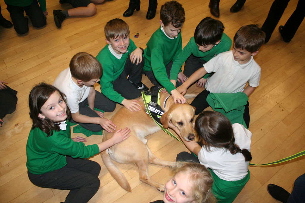 Assistance Support Dogs | Bales Buddies Therapy Dogs | Devon