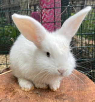 MEET THE ANIMALS | Bale's Farm - Outdoor Learning | Daccombe