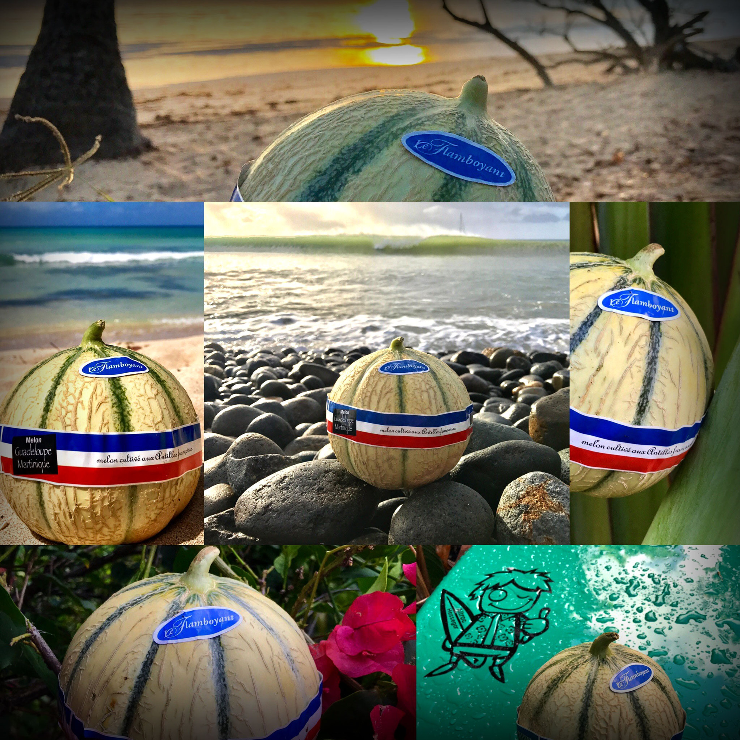 Producteur De Melon | Caraibes Melonniers | Le Moule