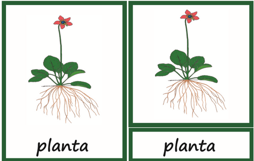 Nomenclatura Partes de la Planta Script | Mimont queretaro