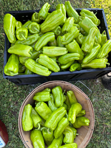 Aruba Pepper ($5.5/1.5lb) / 甜椒 （$5.5/1.5磅) | Mysite