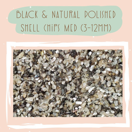 Black Lip Natural Shell Chips Natural Medium | Bramblier