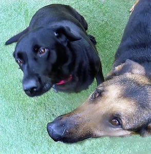 Lab Rescue | Bonded Pairs Available for Adoption