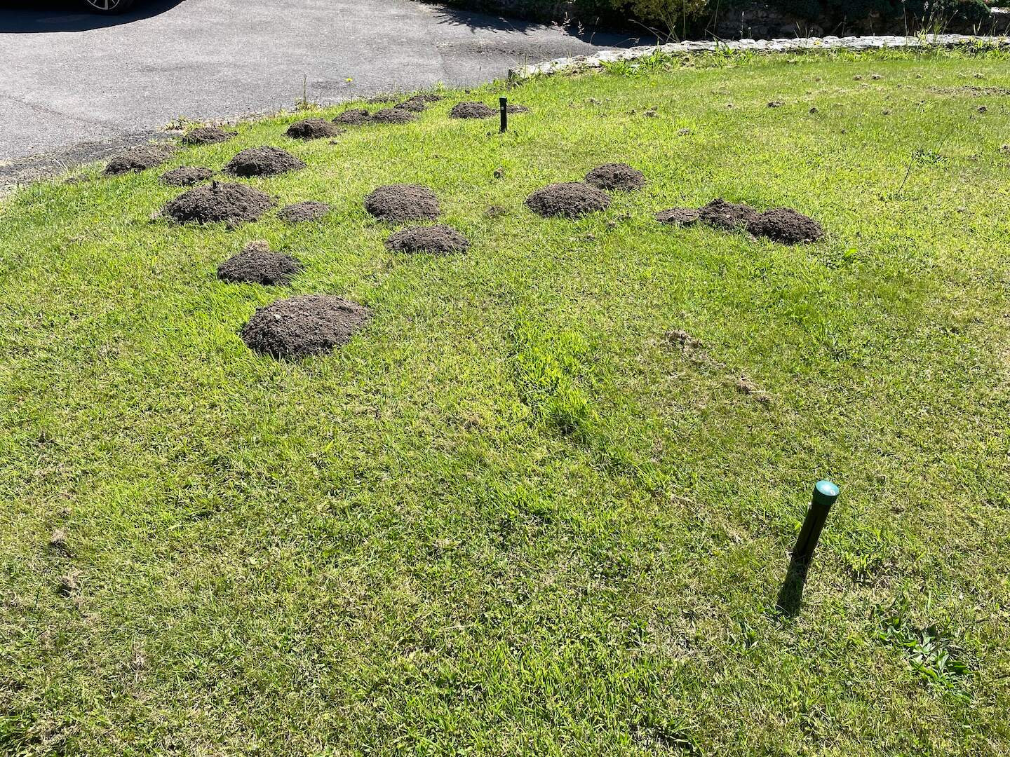 Retailers claim ultrasonic sound emitters deter moles, but is this true?