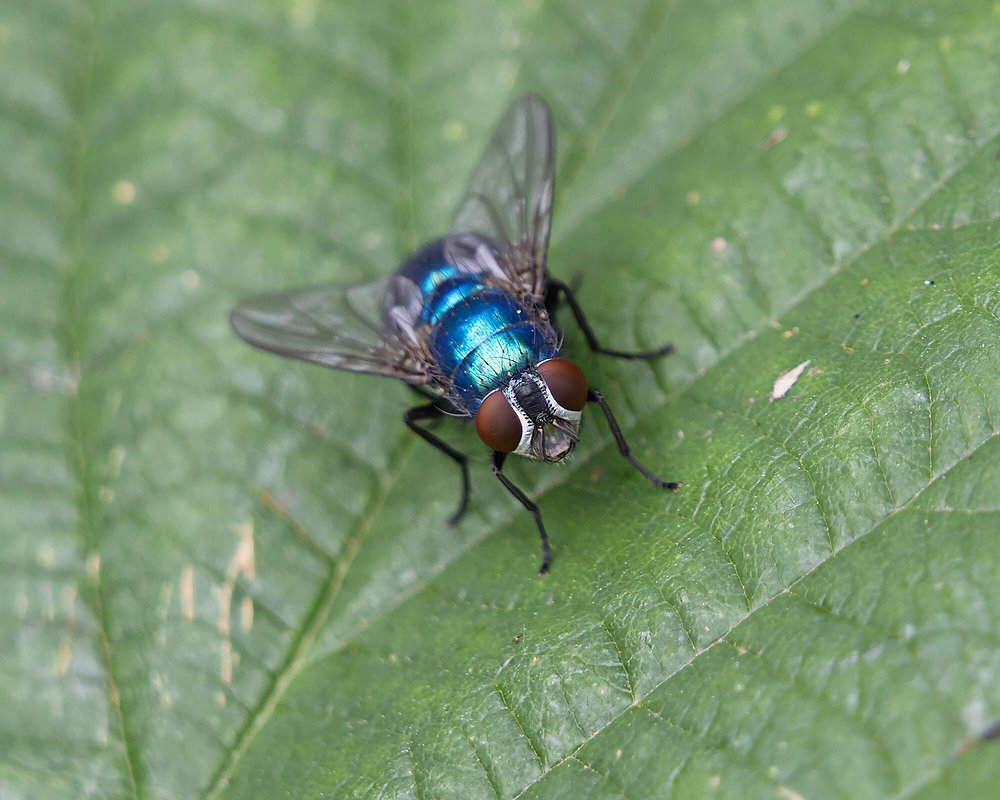 FLY INFESTATION? WHY IDENTIFICATION IS IMPORTANT