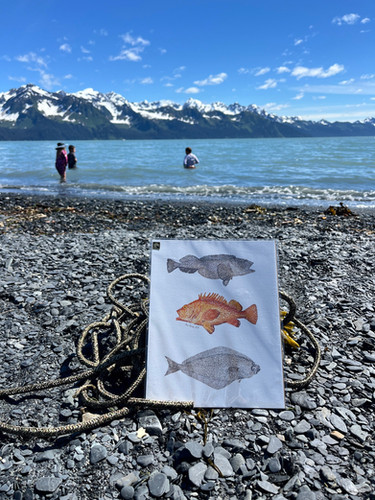 Alaska Fish Chart Art Print - Halibut, Rockfish, Lingcod | Sea Spray AK