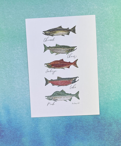 Salmon Chart Fish Art Print, Chinook, Chum, Sockeye, Coho, Pink Fishing ...