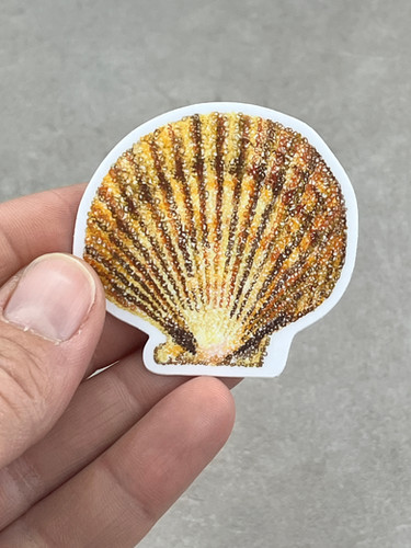 Clam Shell Vinyl Sticker, Sea Shell Sticker, Ocean | Sea Spray AK