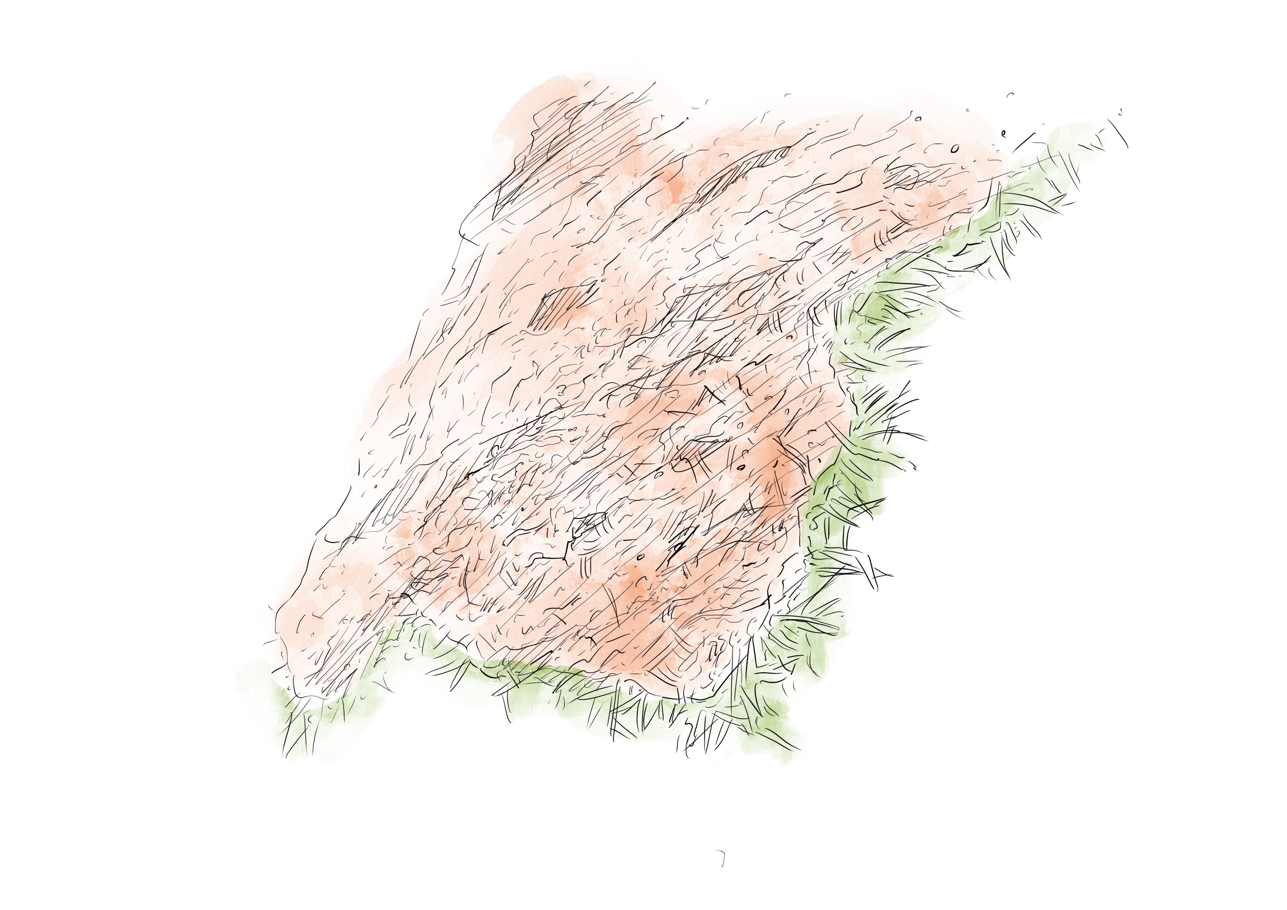 Turf | Ord Valley Turf | Empire Zoysia Lawn | Kununurra WA, Australia