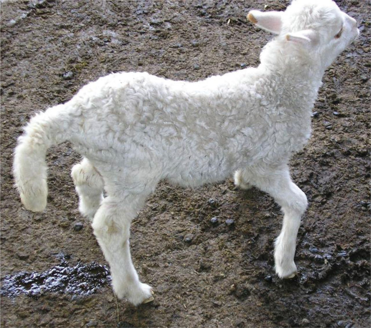 Sheep services - Penbode Farm Vets - Lambing