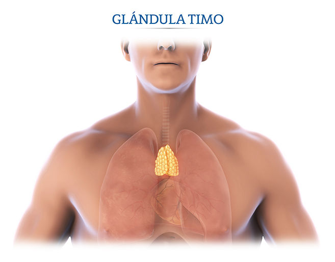 Activa tu sistema inmune con la glándula Timo. Parte 2