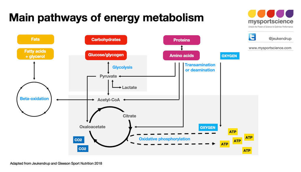 Blog | mysportscience