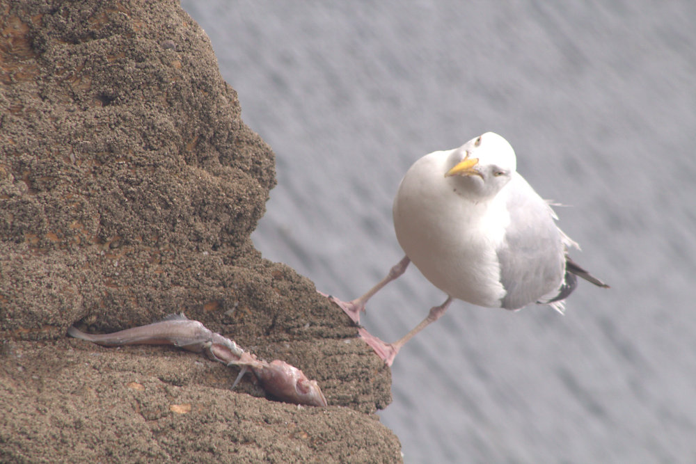 Creating the Gull: First Post