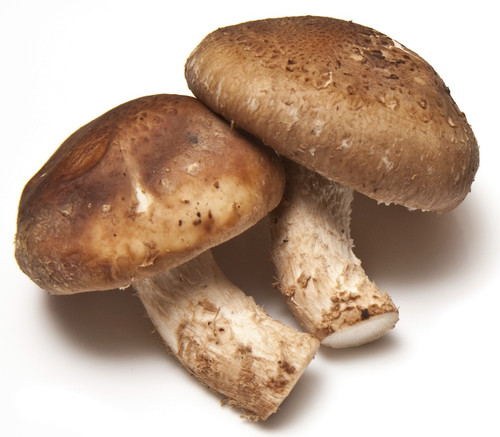 Shiitake Extra Large | Mysite