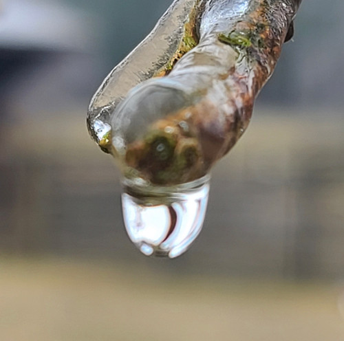 “DRIP” photograph, high resolution | Ellen Carroll
