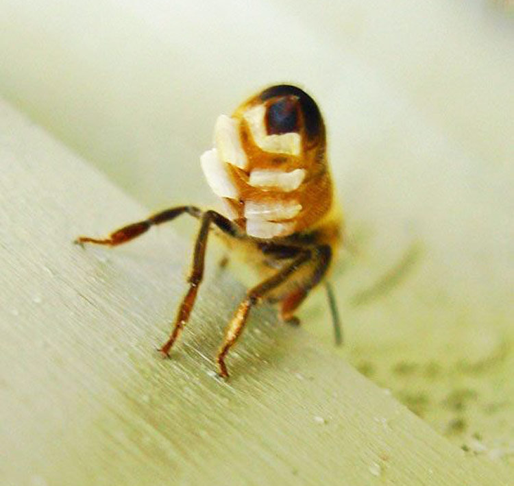 How is beeswax made?