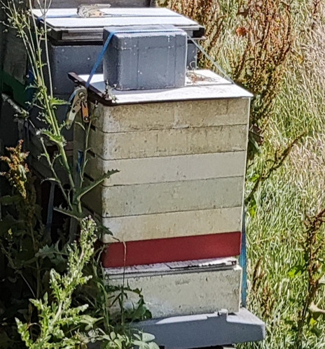 Maisemore Feeders | Humble Bee