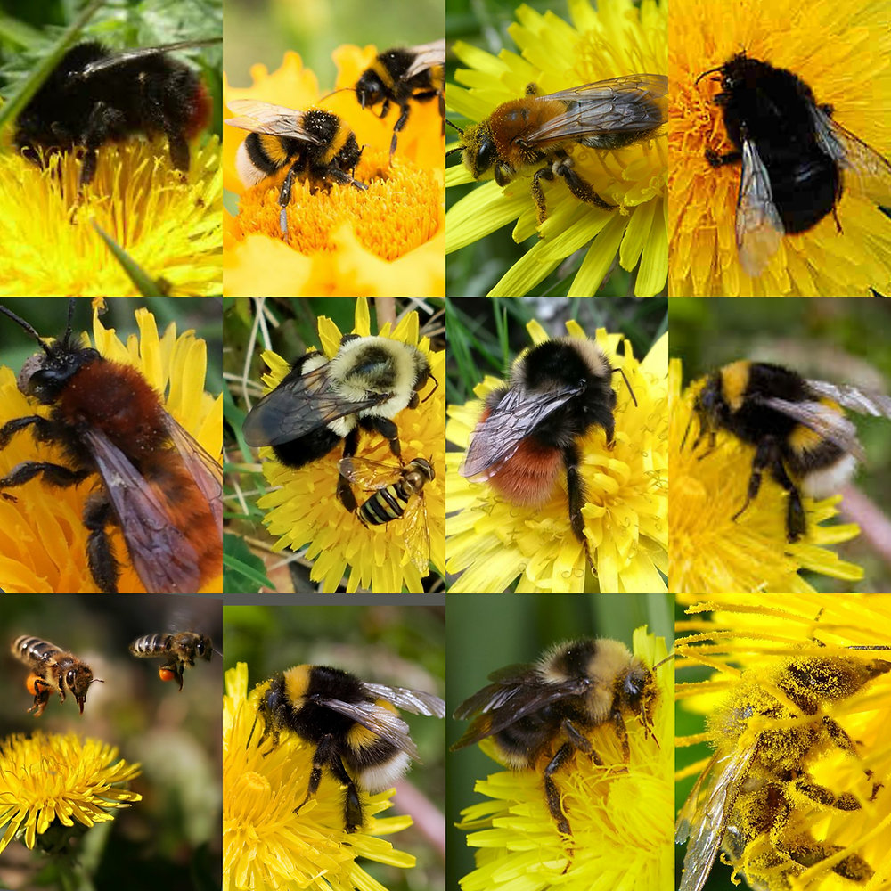 Tips to Save The Bees!