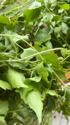 Jamaican Guaco Mikania (Wildcrafted, Air-Dried, Dr Sebi Approved ...