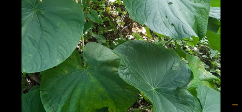 Wild Crafted Cow Foot Leaf (whole) Piper umbellatum | Bliss InnerG Copy