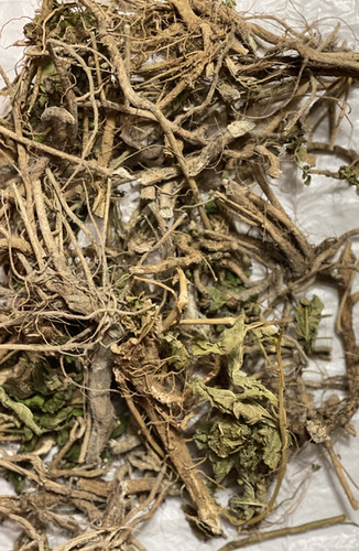 Anamu Root /Guinea Hen Root/ Gully Root | Bliss InnerG Copy