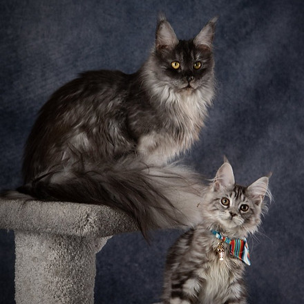 Our Queen Manie Coons | ShallowCreek Maine Coon Cattery
