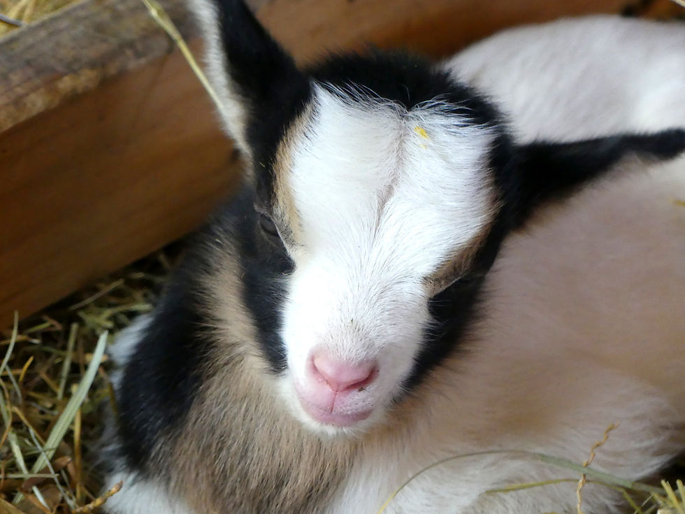 Goat Kids: What Can Go Wrong and What to Do