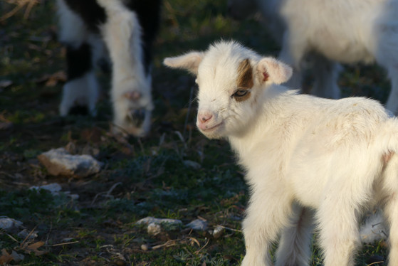 Nigerian Goats | Long Creek Farm