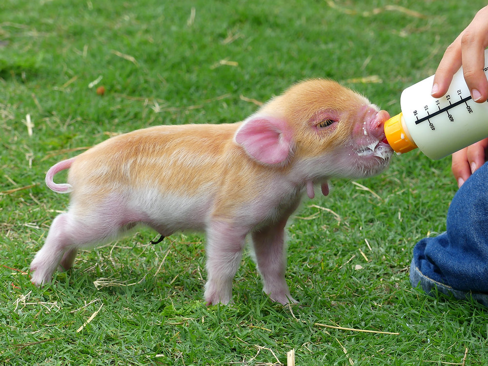 Bottle Feeding Piglets