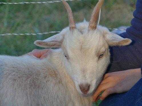 Nigerian Goats | Long Creek Farm