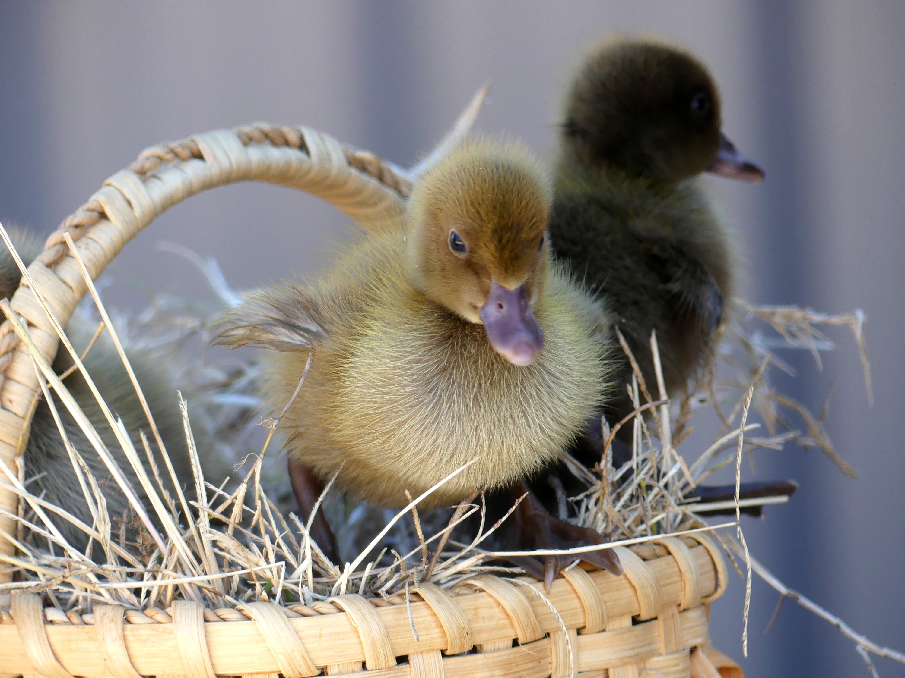 Brooding Ducklings
