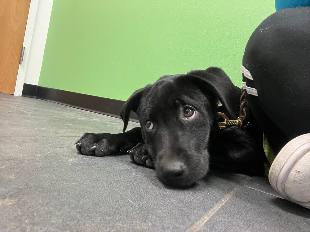 Unleashing the Power of Mental Enrichment: Why Igniting Your Dog's Mind ...