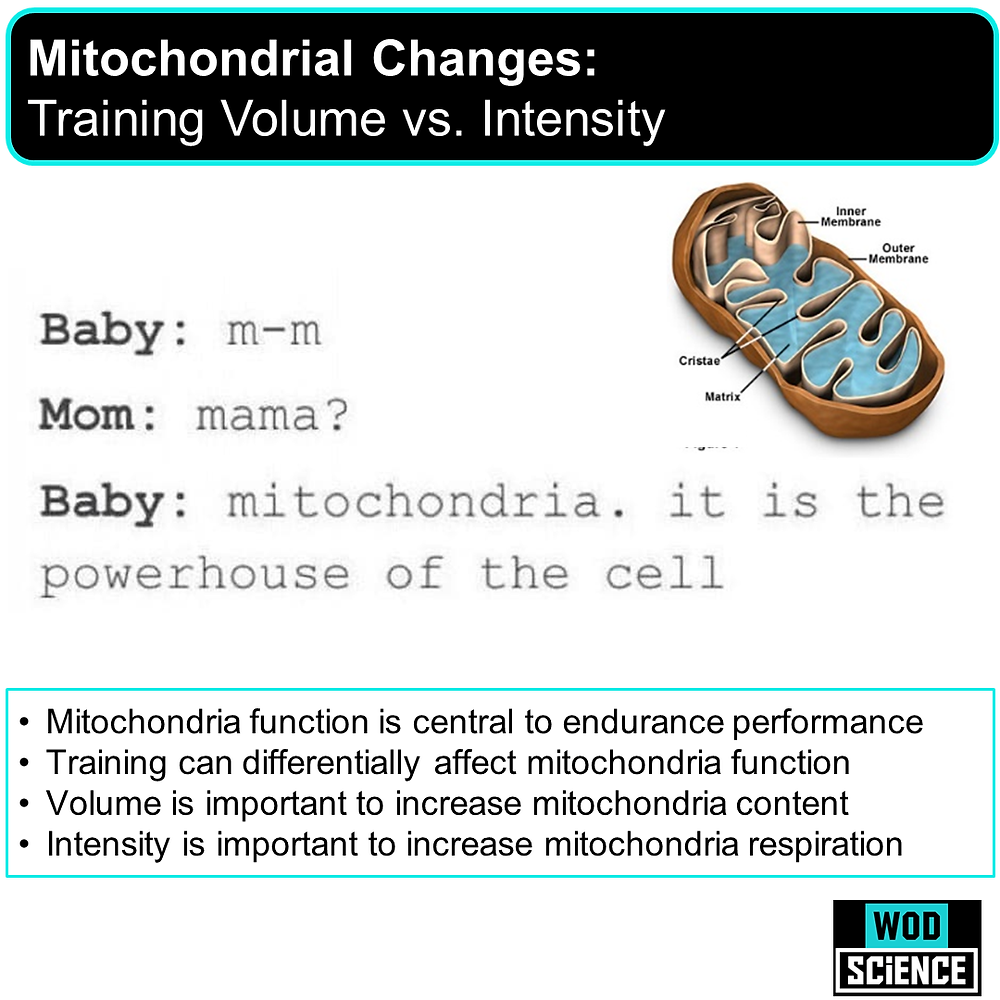 Mitochondrial Changes: Training Volume vs. Intensity